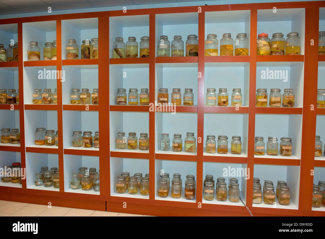 Specimen room in Fisheries Department Headquarters, each species in the ...