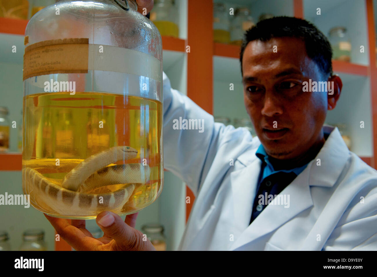 Scientist holding a jar containing Black-banded sea krait (Laticauda ...