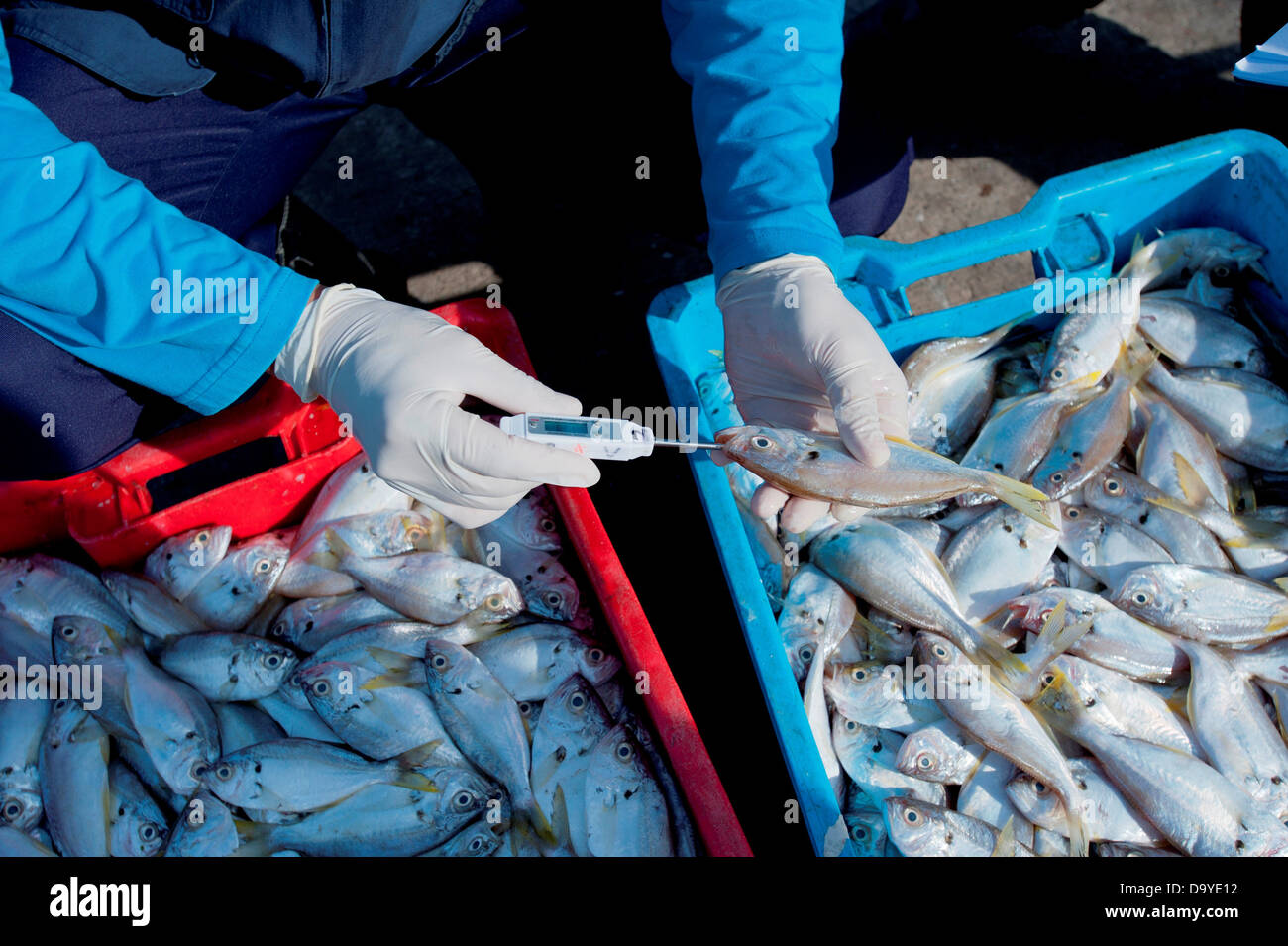 Brunei department of fisheries hi-res stock photography and images - Alamy