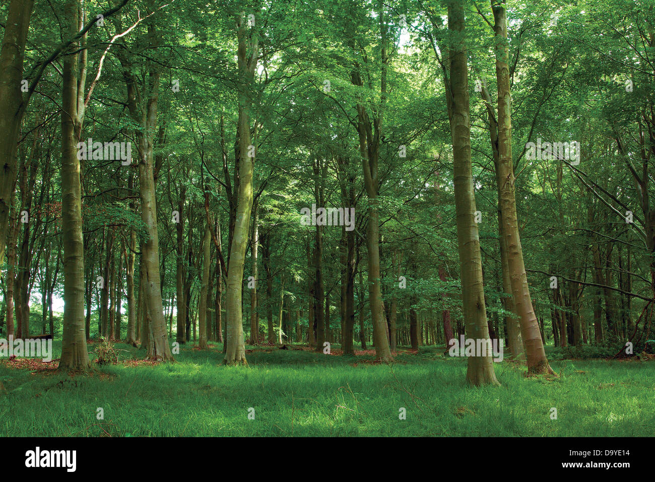 Beech Trees, Binning Memorial Wood, Tyninghame, East Lothian Stock ...