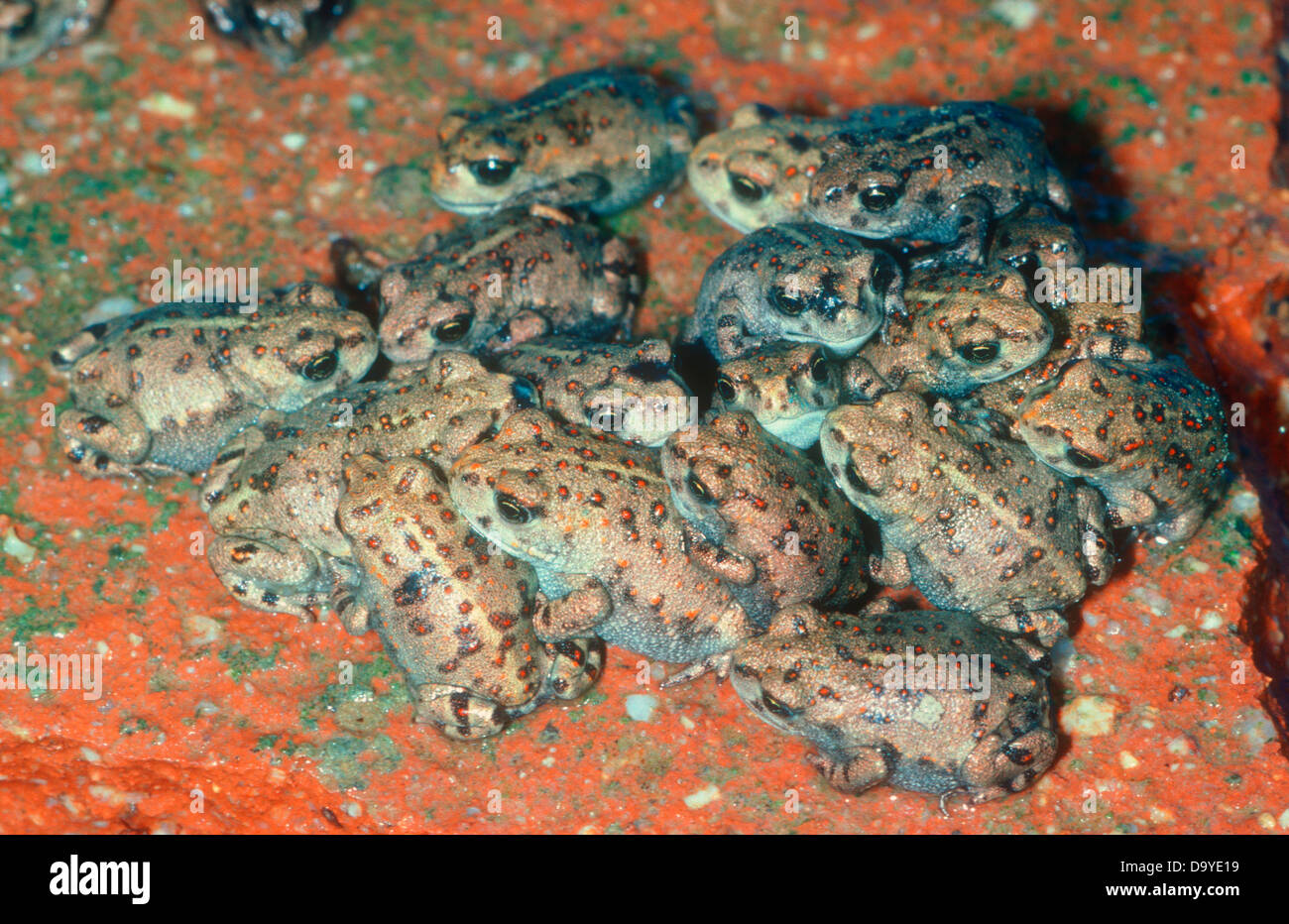 Young toadlet hi-res stock photography and images - Alamy