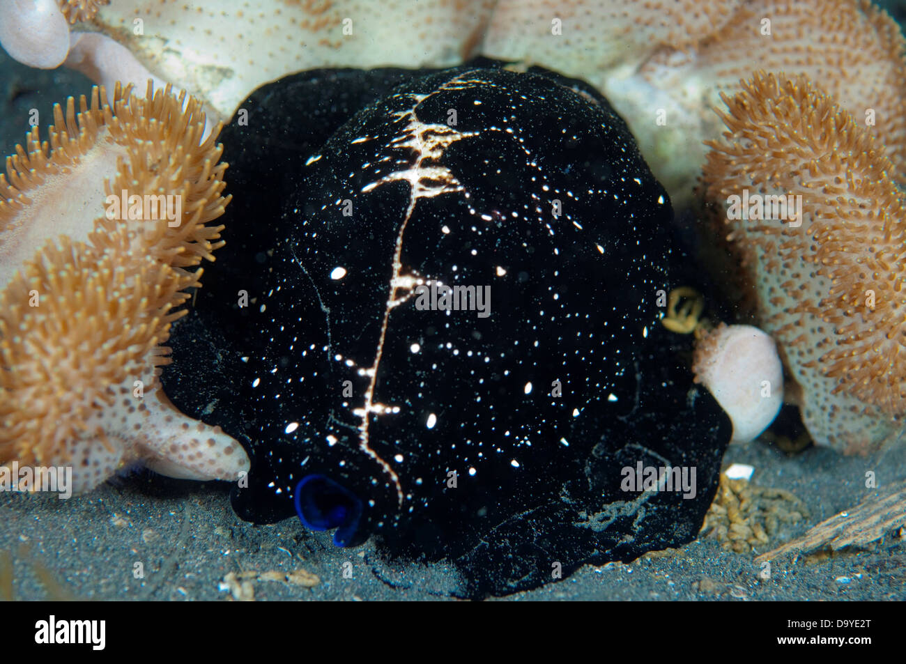 Mantle over shell hi-res stock photography and images - Alamy