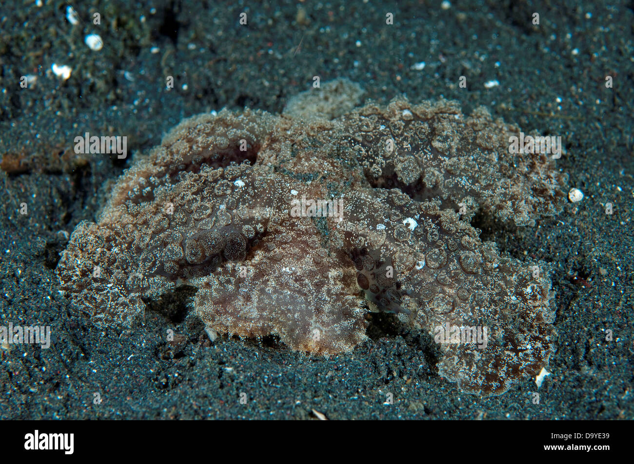 Melibe fimbriata, On sand bottom, Lembeh Strait, Sulawesi, Indonesia ...
