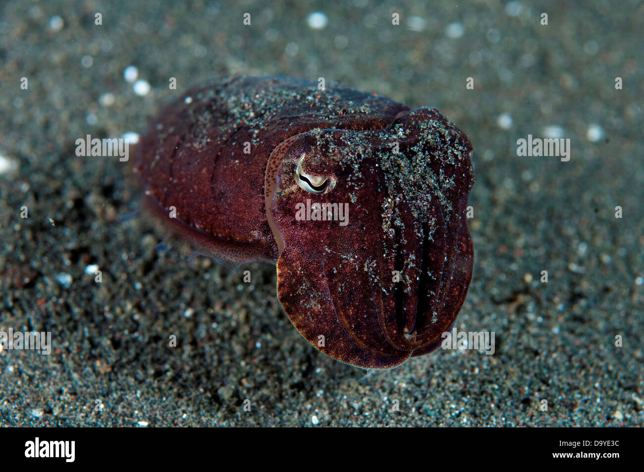 Juvenile Broadclub Cuttlefish, Sepia latimanus, Red colour on sand ...