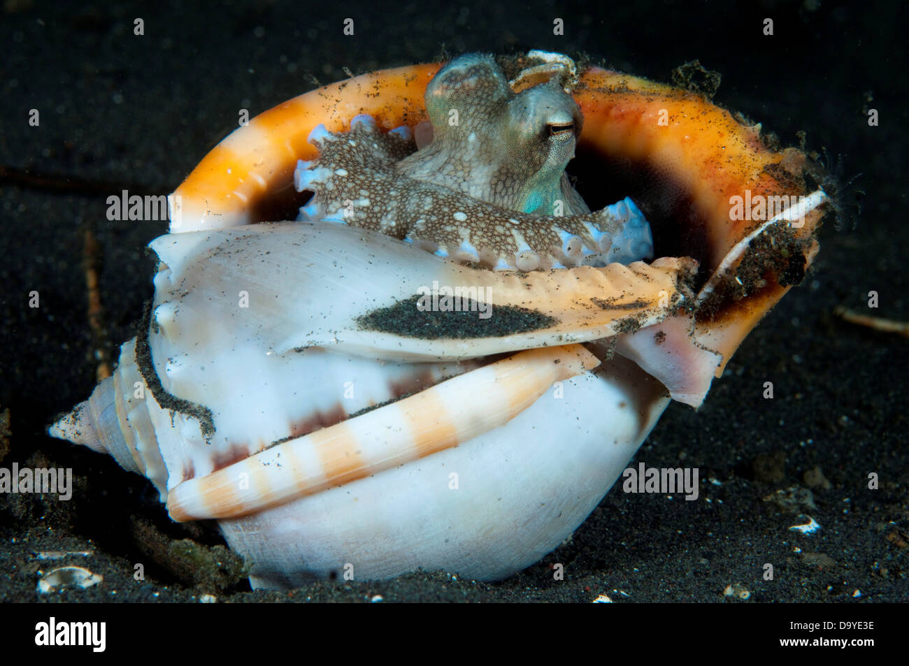 Veined Octopus, Octopus marginatus, Hiding in shell, Lembeh Strait ...