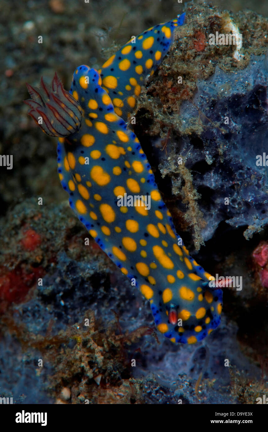 Nudibranch, Hypselodoris infucata, From above on rock, Lembeh Strait ...