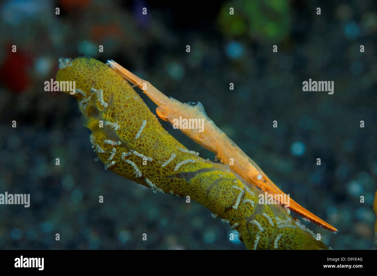 Coral Shrimp, Tozeuma Sp., Om sponge, Lembeh Strait, Sulawesi ...