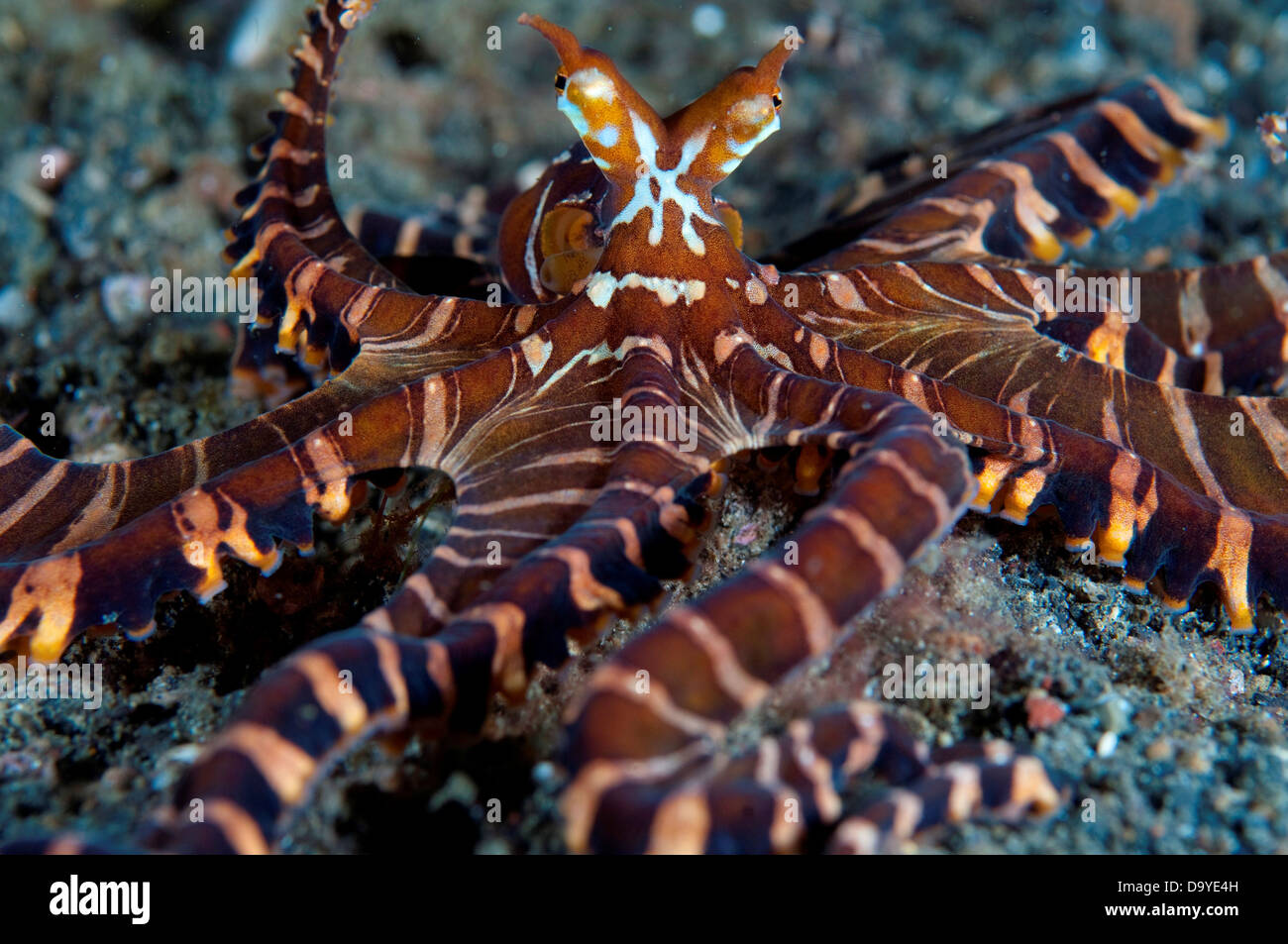 Lembeh Strait, Sulawesi, Indonesia Stock Photo - Alamy
