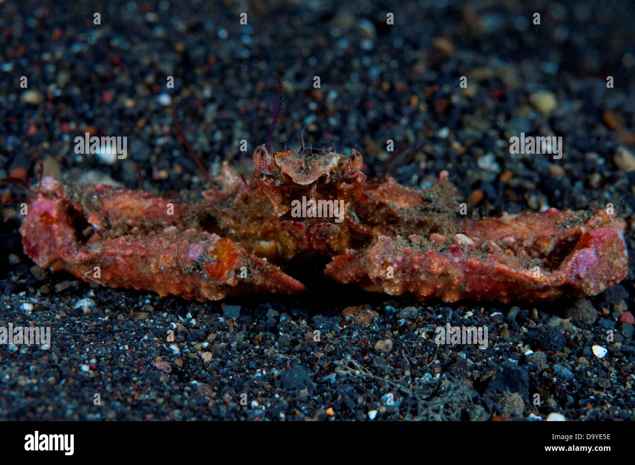 Elbow crab (Parthenope horrida) on black sand, Lembeh Strait, Sulawesi ...