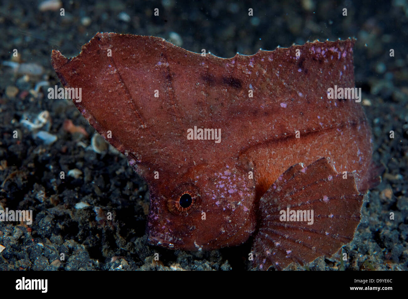 Spiny waspfish (Ablabys macracanthus) resting on black sand, Lembeh ...