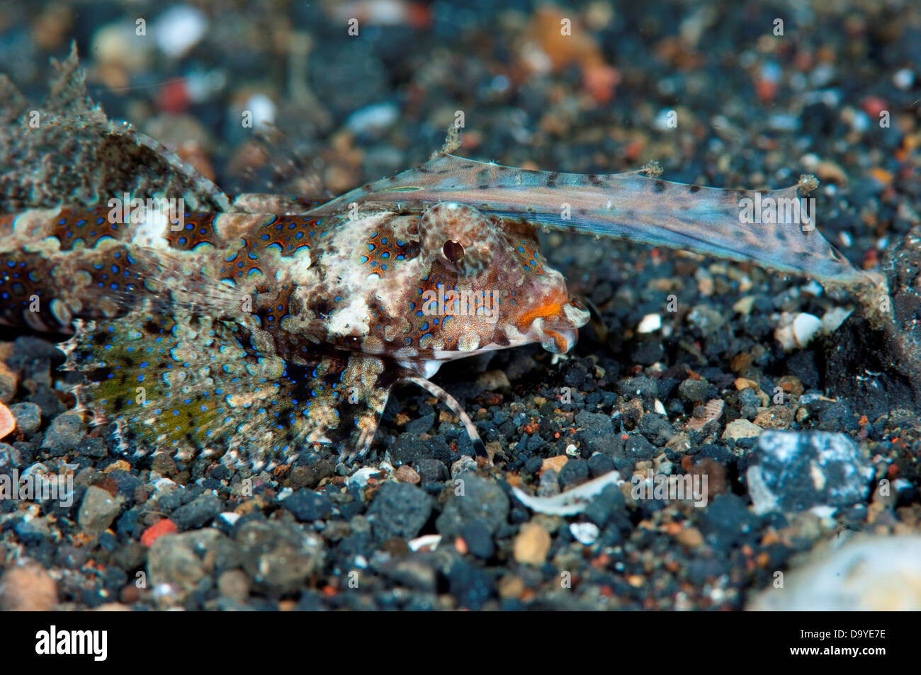 Fingered Dragonet (Dactylopus dactylopus) on black sand, Lembeh Strait ...