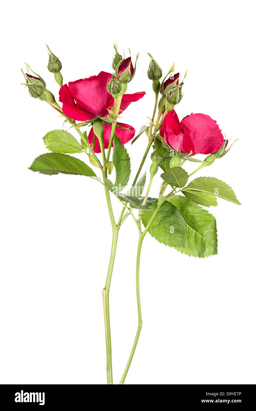 Climbing rose hi-res stock photography and images - Alamy