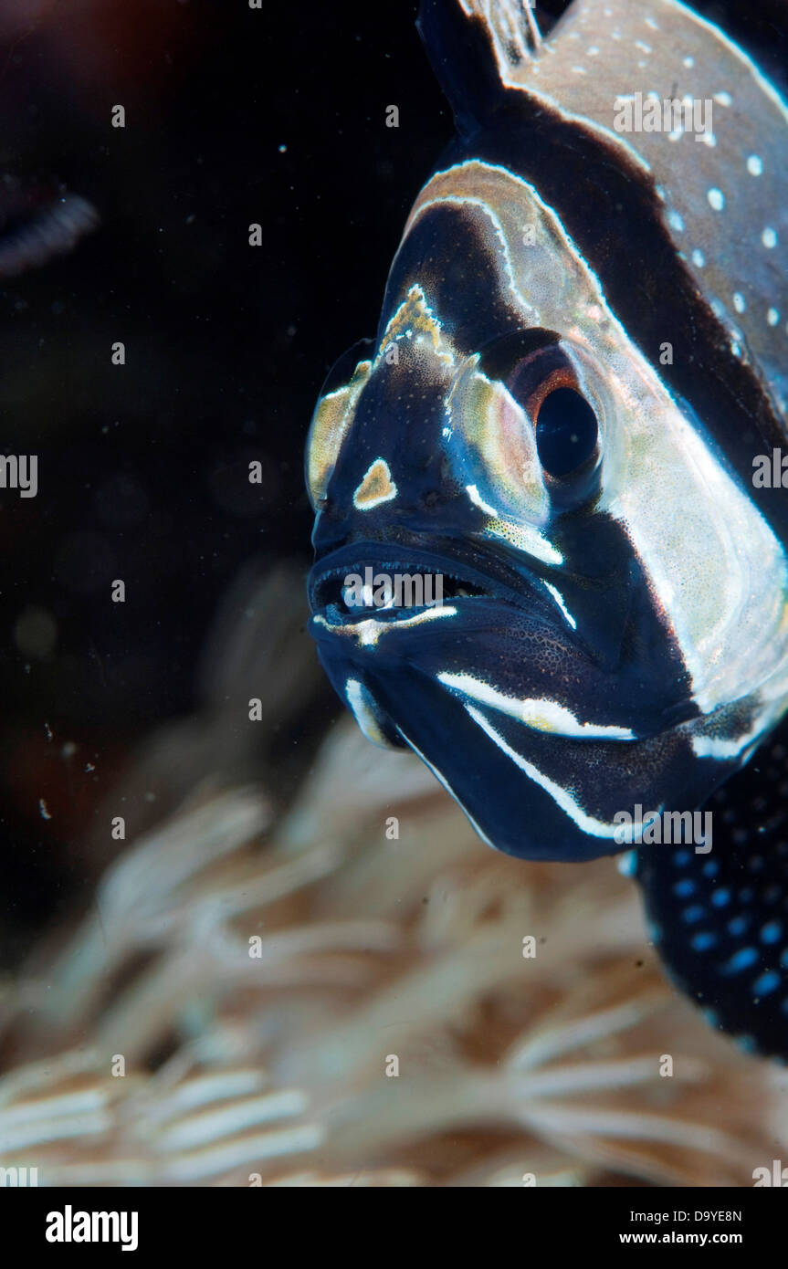 Male Banggai cardinalfish (Pterapogon kauderni) with young on mouth ...