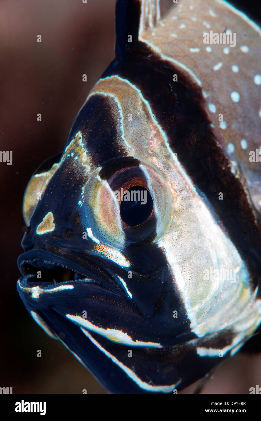 Male Banggai cardinalfish (Pterapogon kauderni) with young on mouth ...