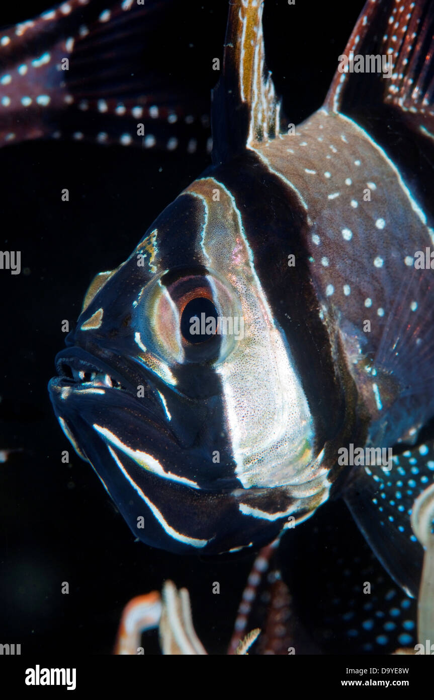 Male Banggai cardinalfish (Pterapogon kauderni) with young on mouth ...