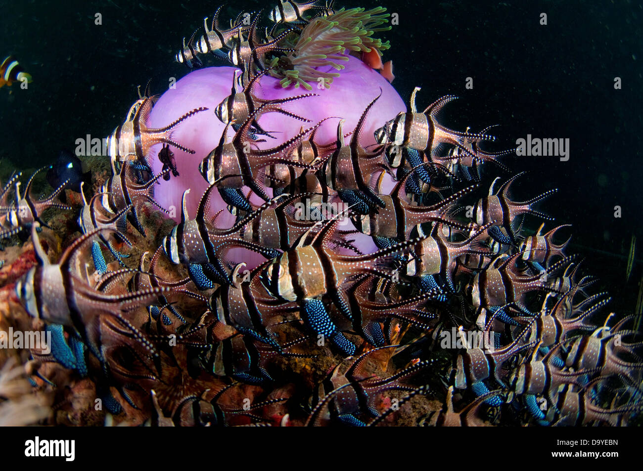 Banggai cardinalfish Pterapogon kauderni school in front Magnificent ...