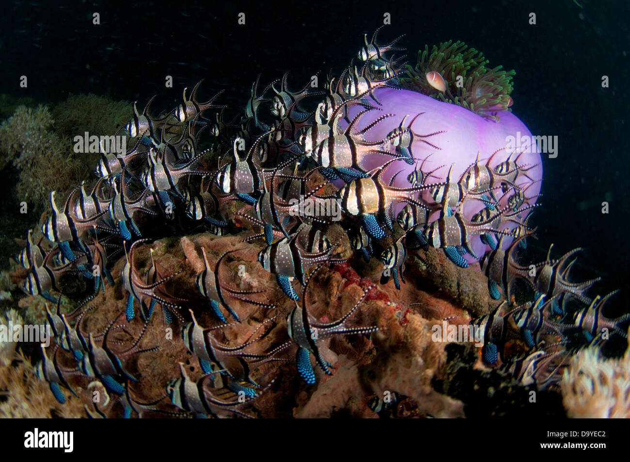 Banggai cardinalfish Pterapogon kauderni school in front Magnificent ...