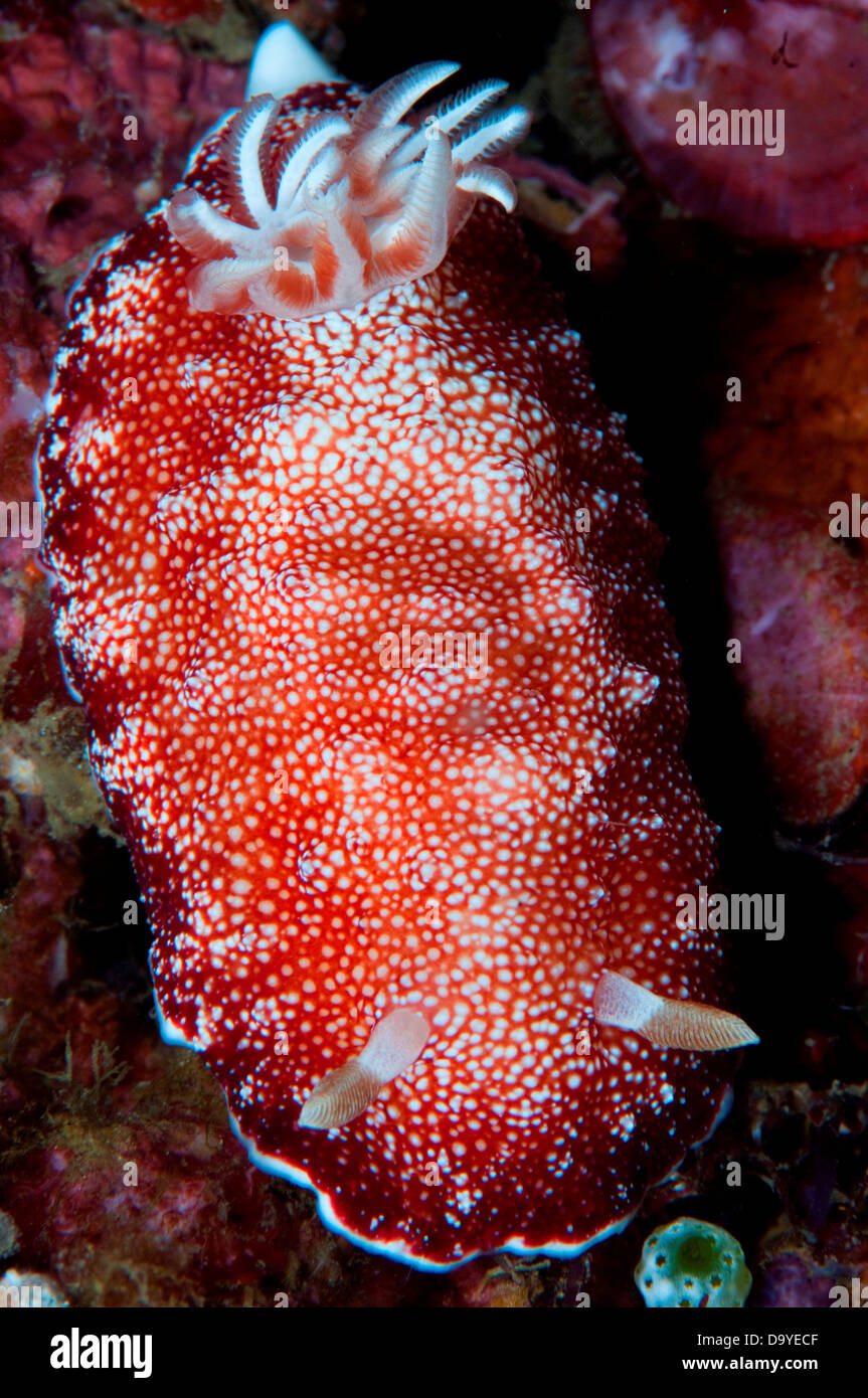 Close-up of a nudibranch (Chromodoris reticulata) underwater, Lembeh ...