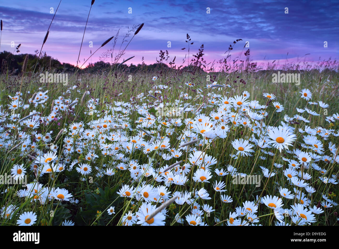 beautiful daisy flowers at pink summer sunset Stock Photo - Alamy