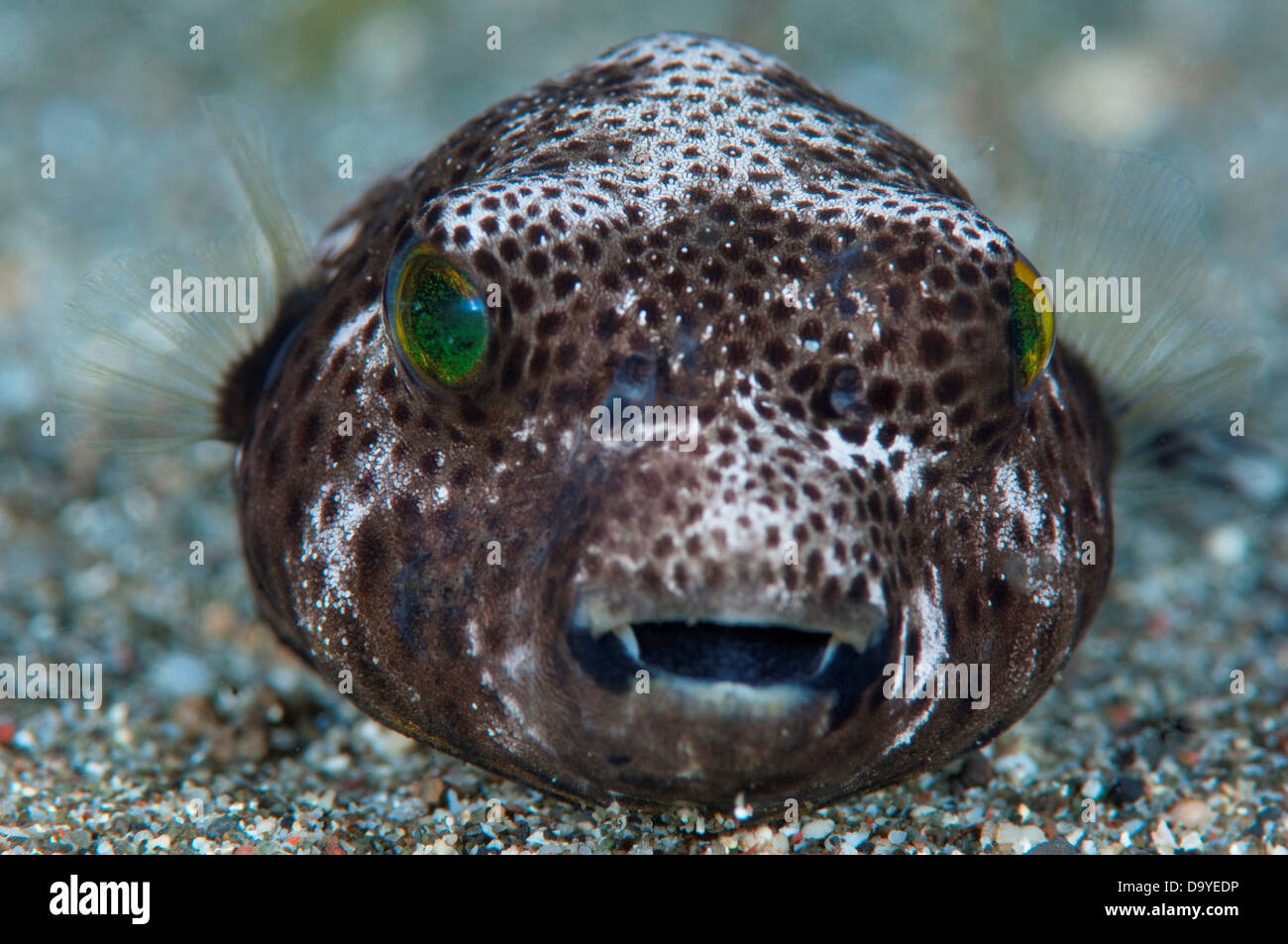 Sub-adult Starry Pufferfish (Arothron stellatus) on sand, Lembeh Strait ...