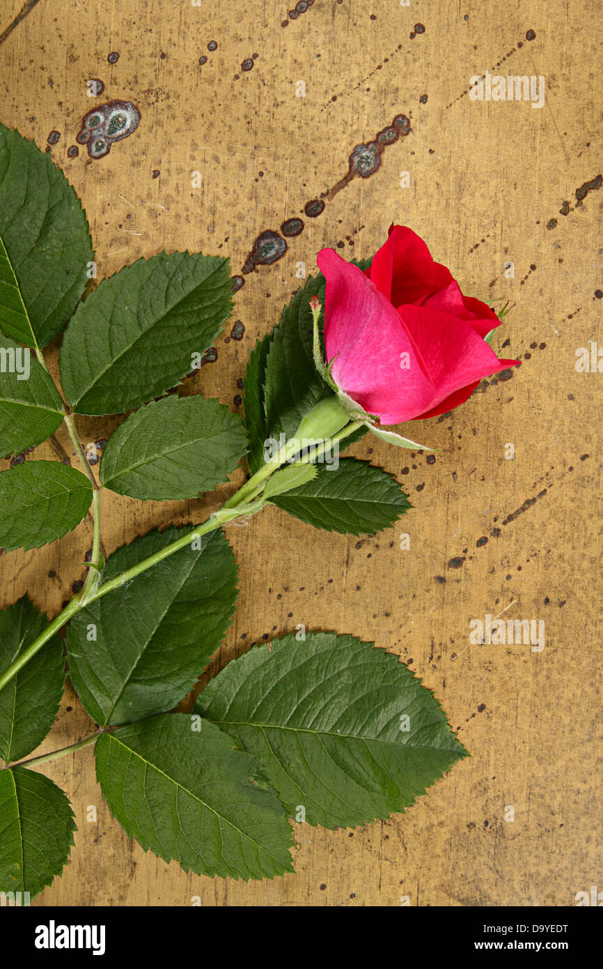 Idea with flower. Rose on brazen background Stock Photo - Alamy