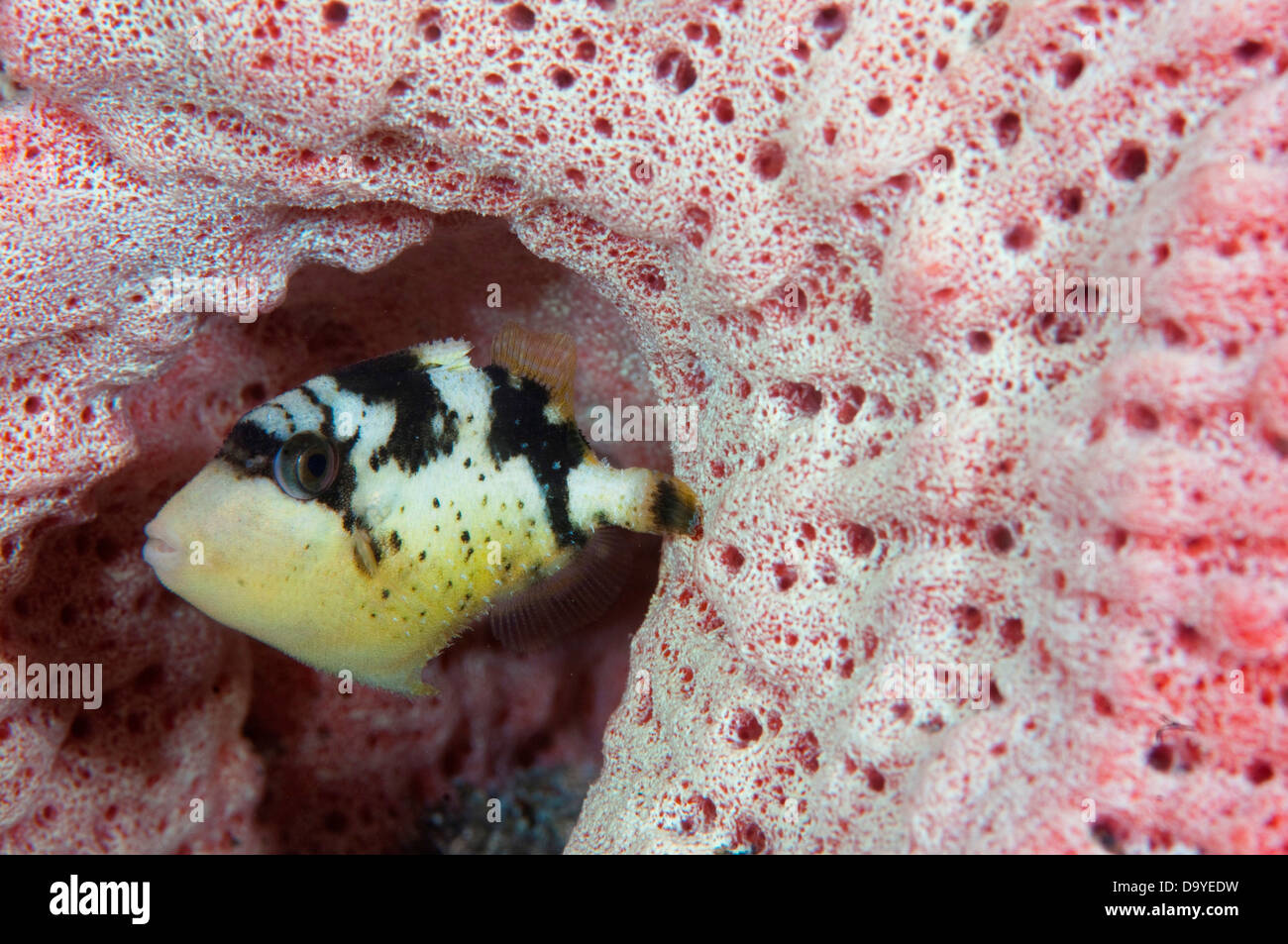 Juvenile Yellow Margin triggerfish (Pseudobalistes flavimarginatus ...