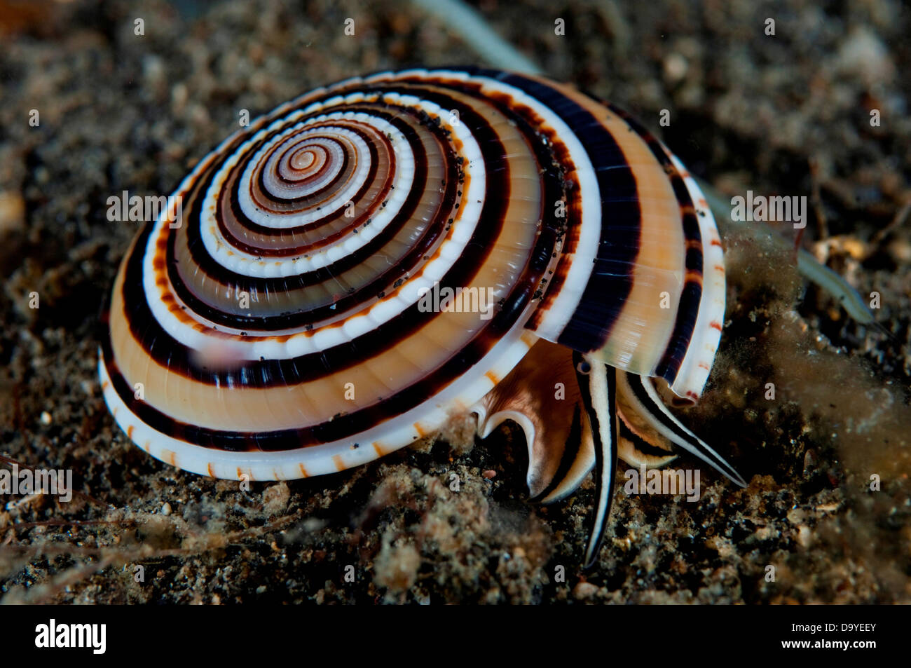 Close-up of a Sundial Sea snail (Architectonica Sp.), Lembeh Strait ...
