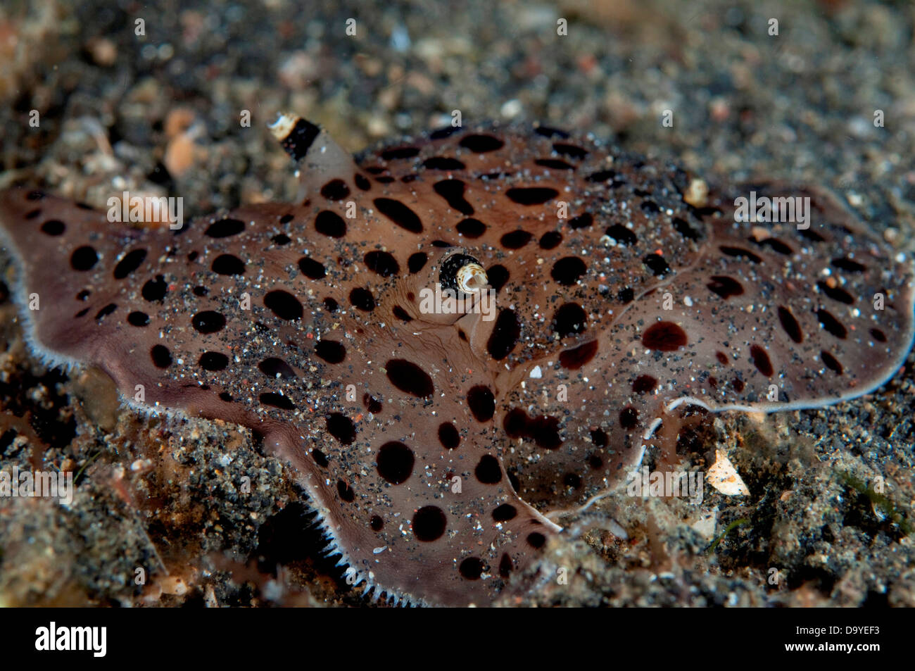 Sidegill Slug (Euselenops luniceps) on sand, Lembeh Strait, Sulawesi ...