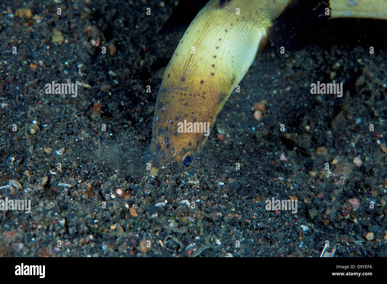 Burrowing eel hi-res stock photography and images - Alamy