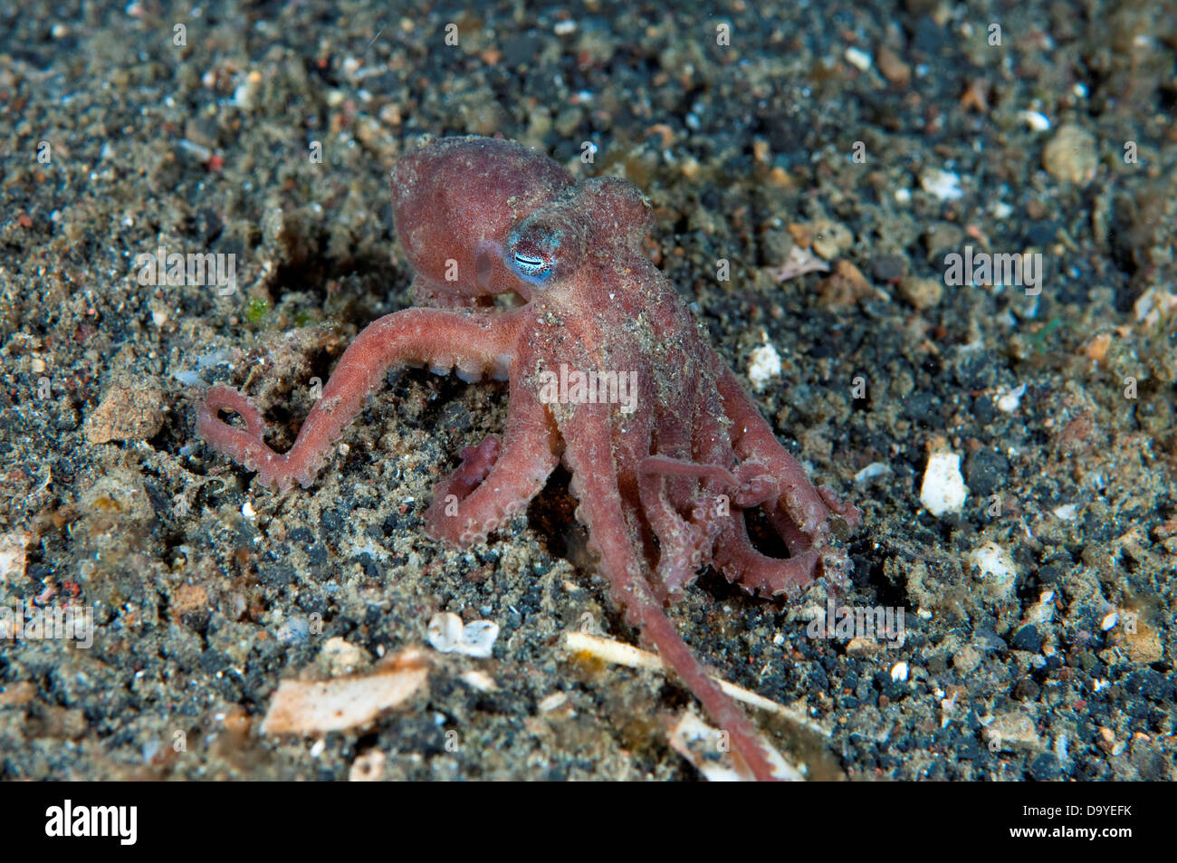 Juvenile octopus (Octopus Sp.) on black sand, Lembeh Strait, Sulawesi ...