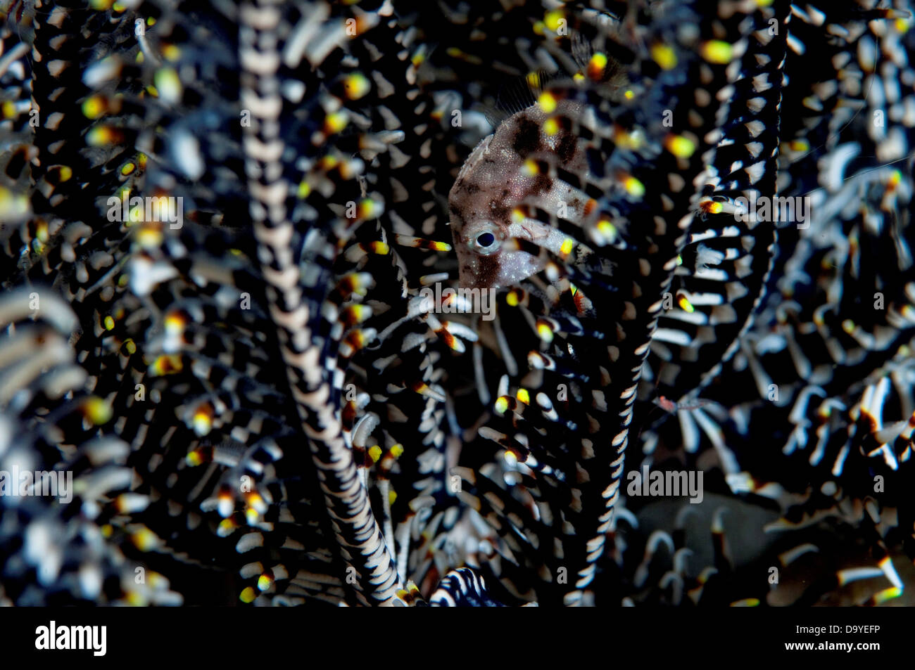 Filefish (Monacanthidae) sheltering within a feather star, Lembeh ...
