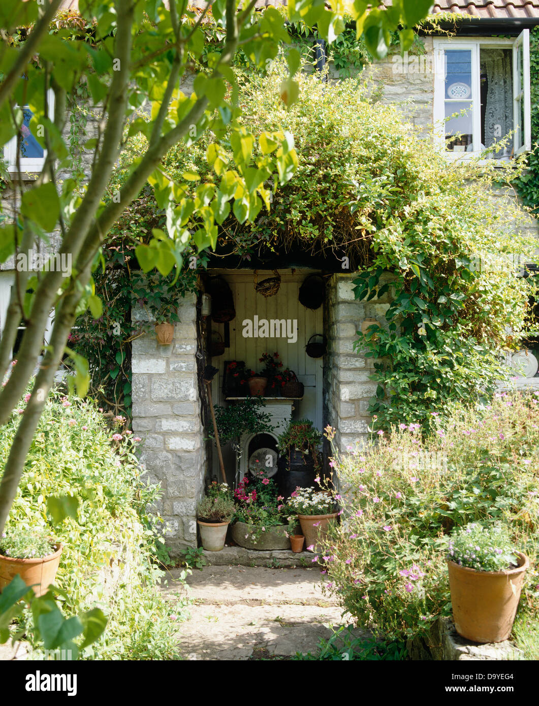 Green Virginia creeper on porch above front door of stone country ...