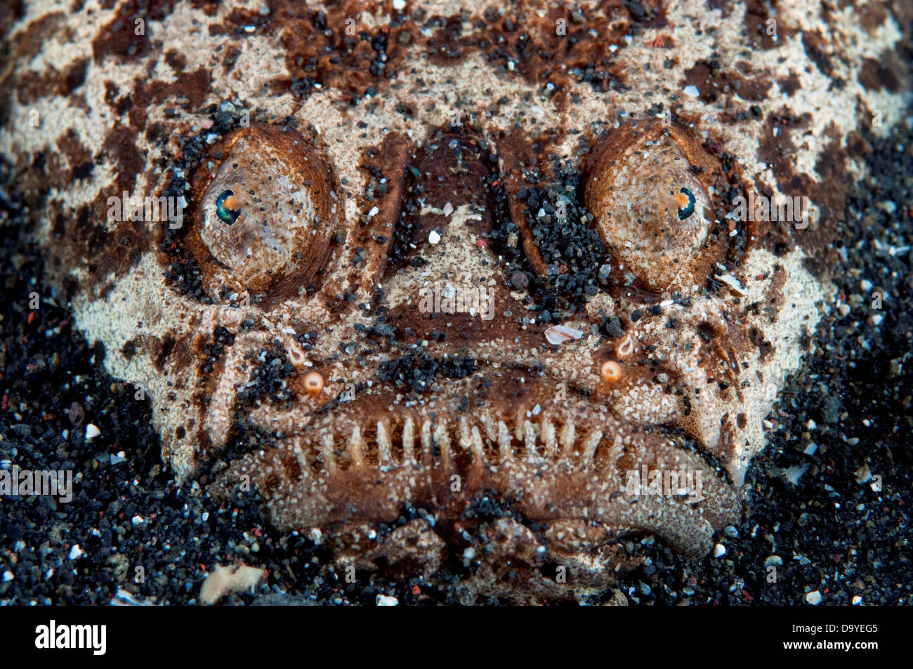 Reticulate stargazer (Uranoscopus sulphureus) buried in sand, Lembeh ...