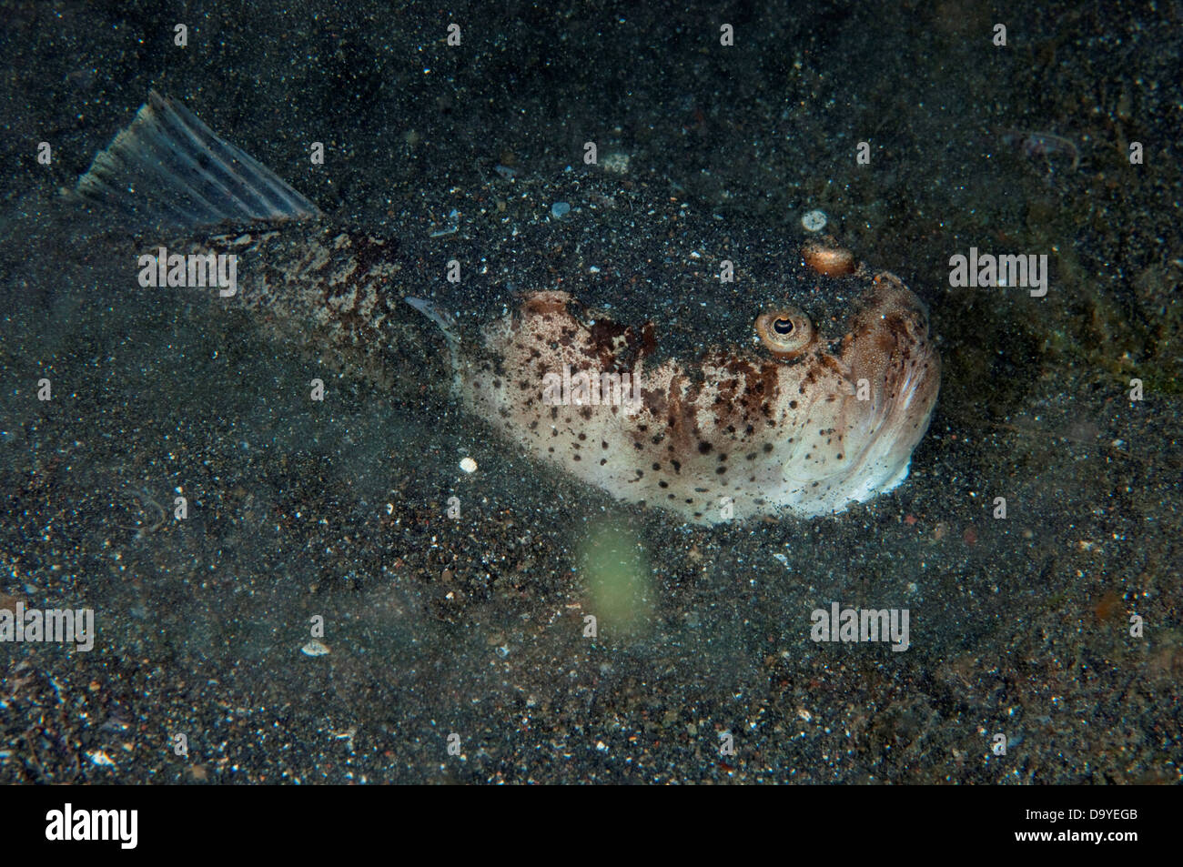 Reticulate stargazer (Uranoscopus sulphureus) face buried in sand ...