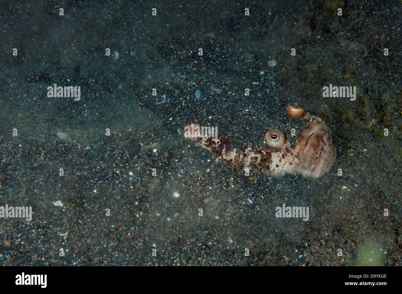 Reticulate stargazer (Uranoscopus sulphureus) buried in sand, Lembeh ...