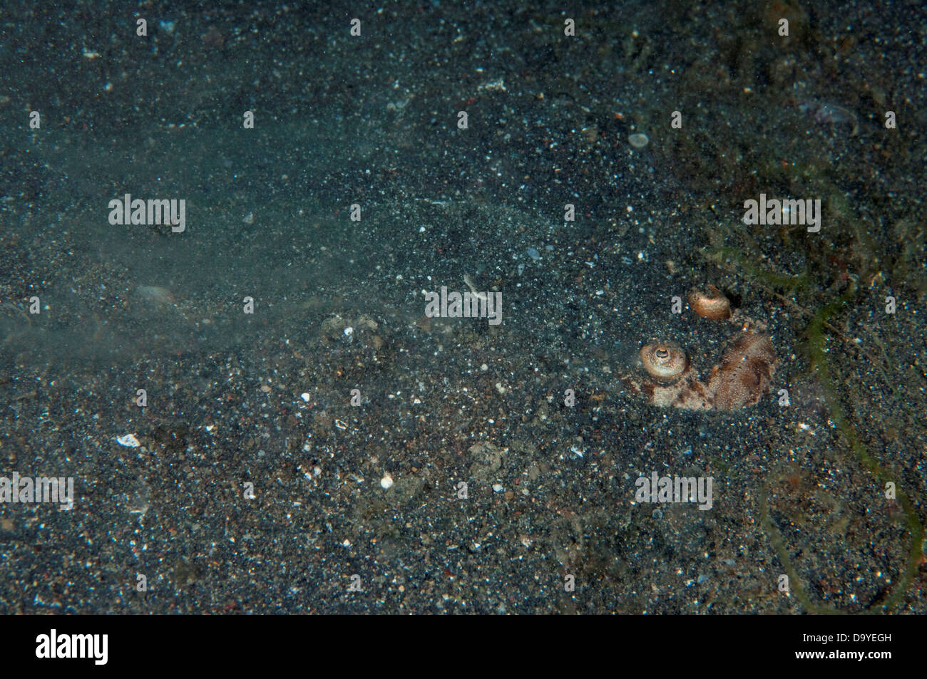 Reticulate stargazer (Uranoscopus sulphureus) buried in sand, Lembeh ...