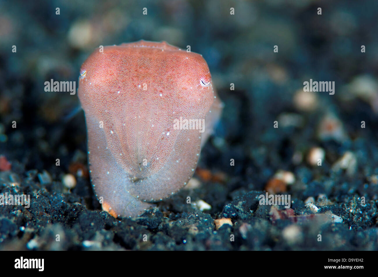 Juvenile Broadclub Cuttlefish (Sepia latimanus) with face and tentacles ...