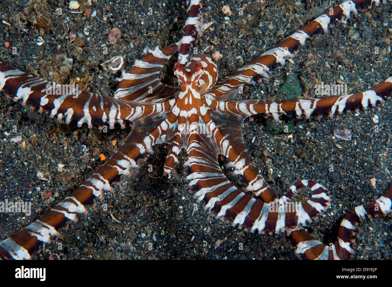 Wonderpus Octopus, Wunderpus photogenicus, From above on sand bottom ...