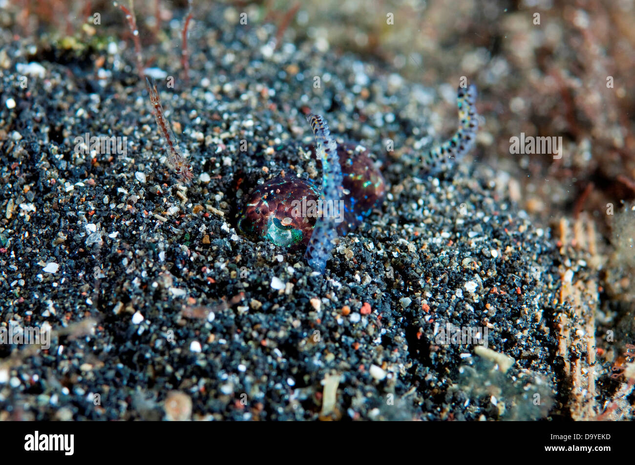 Berrys bobtail squid hi-res stock photography and images - Alamy