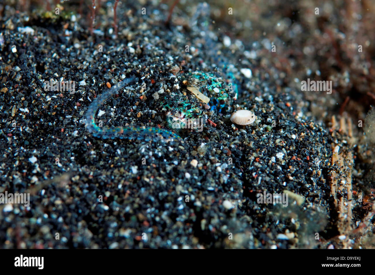 Sepiolidae hi-res stock photography and images - Alamy