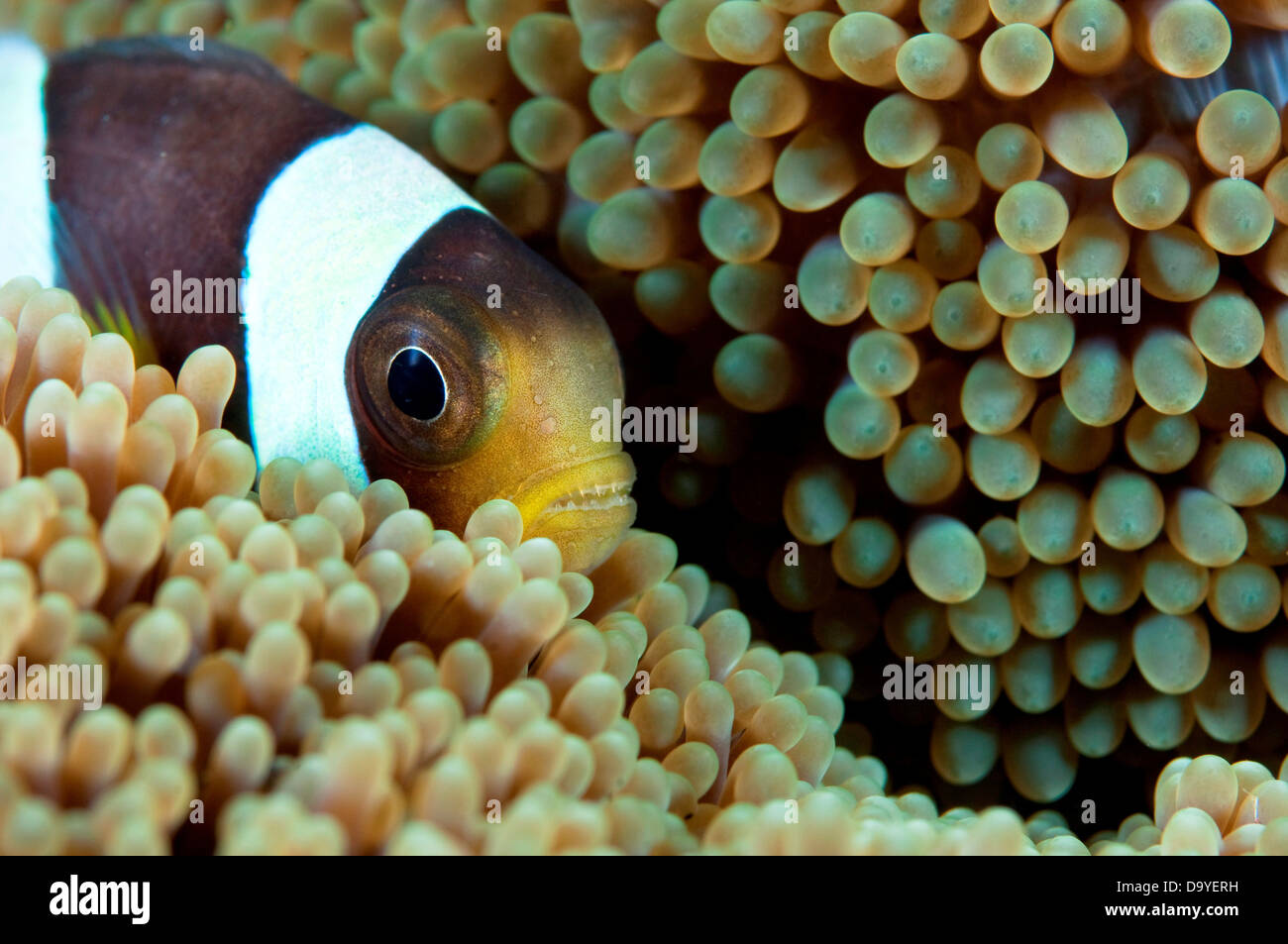 Anemonefish teeth hi-res stock photography and images - Alamy