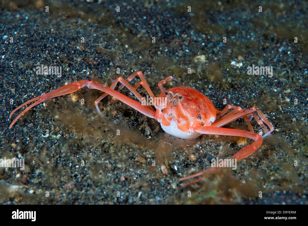 Arrow Crab, Latreilla valida, Full body sitiing on black sand, Lembeh ...