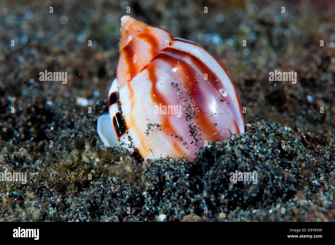 Snail burrowing into the sand hi-res stock photography and images - Alamy
