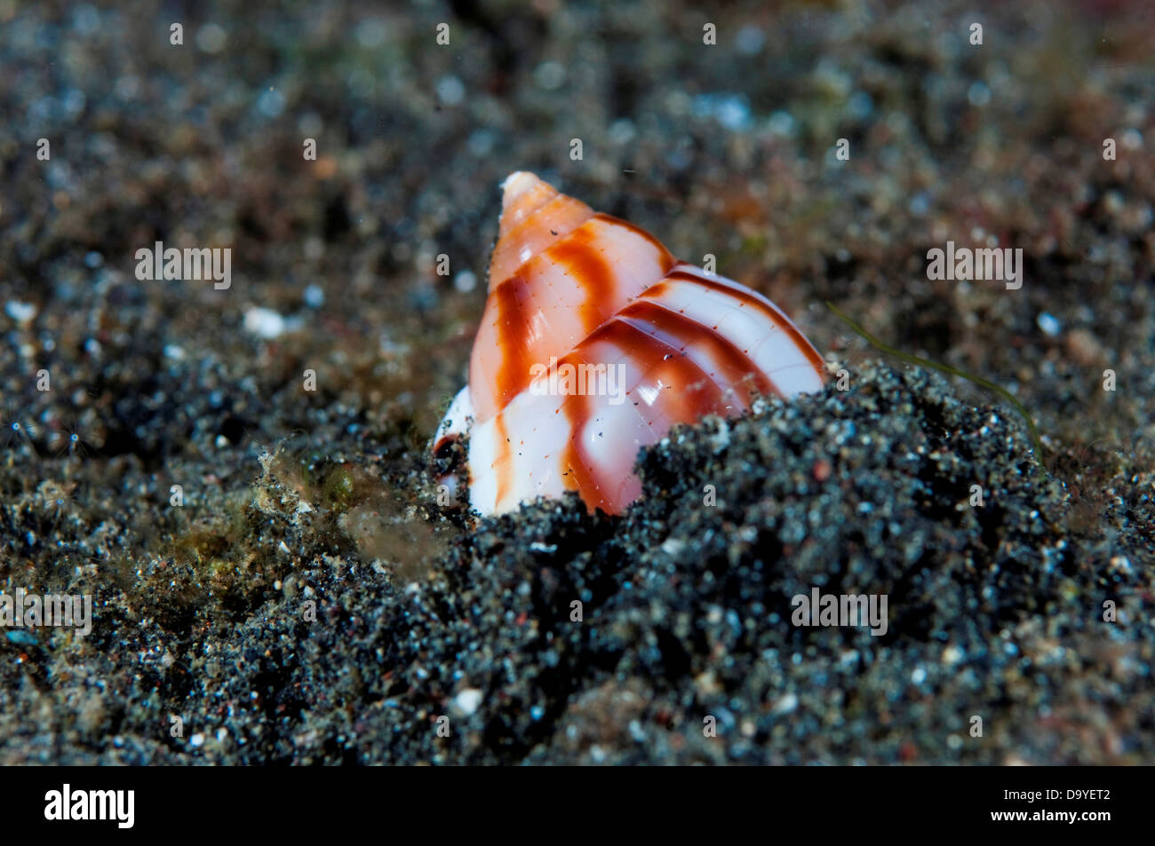 Snail burrowing into the sand hi-res stock photography and images - Alamy
