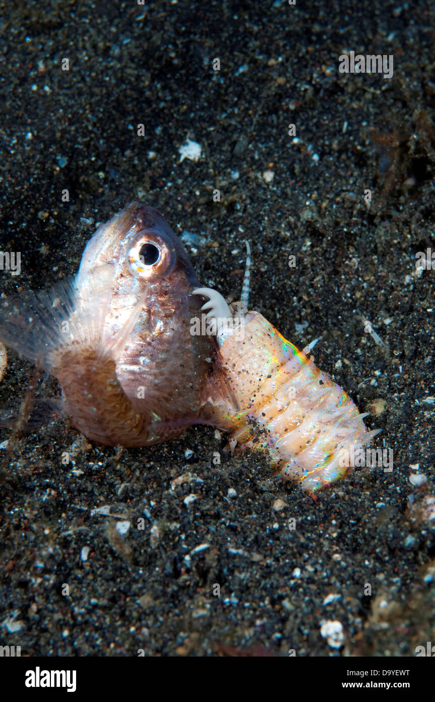 Bobbit Worm, Eunice Sp., Caught fish in jaws, Lembeh Strait, Sulawesi ...