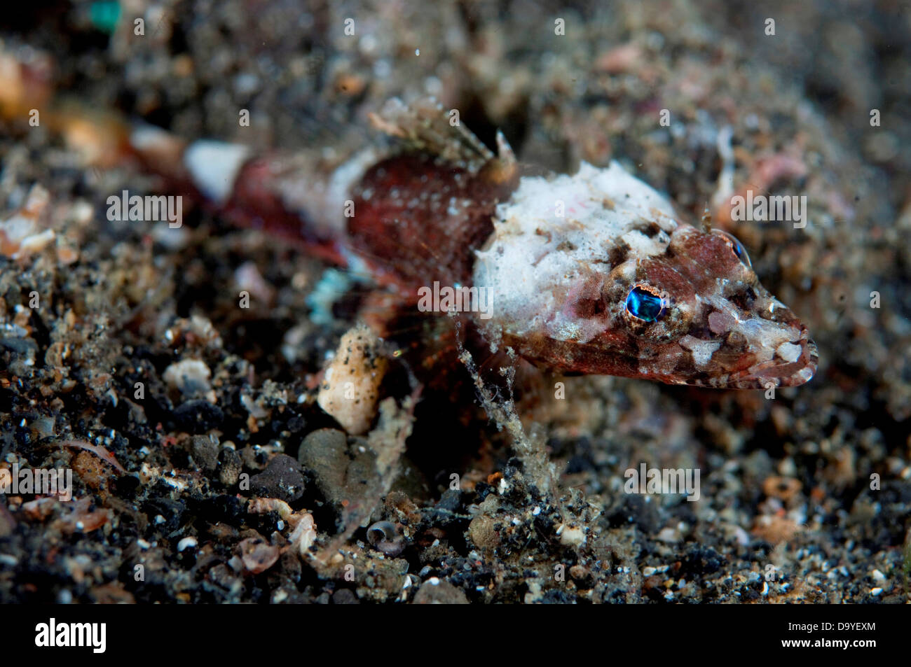 Juvenile flathead hi-res stock photography and images - Alamy