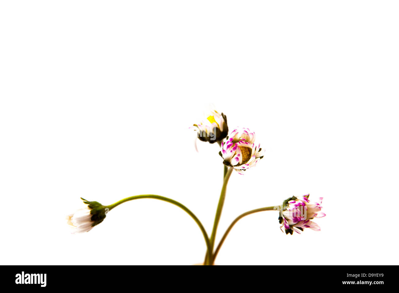 Flower bou hi-res stock photography and images - Alamy