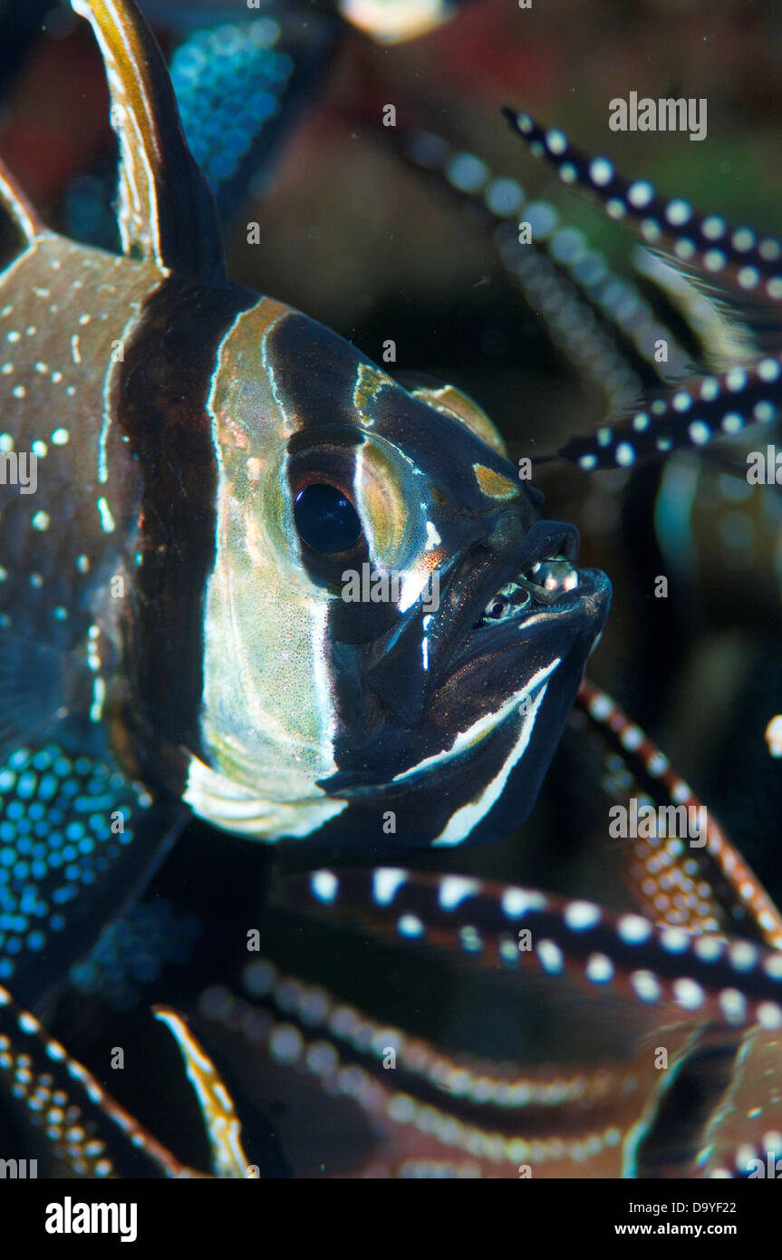 Fish Mouth Brooding High Resolution Stock Photography and Images - Alamy