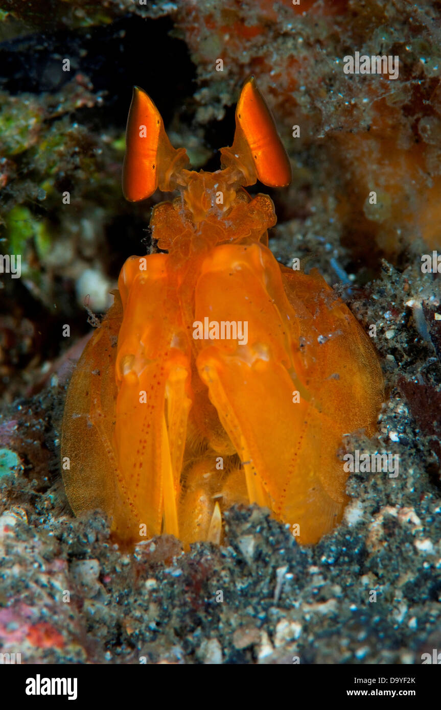 Spearing Mantis Shrimp, Lysiosquilloides Sp., Close up hidden in burrow ...