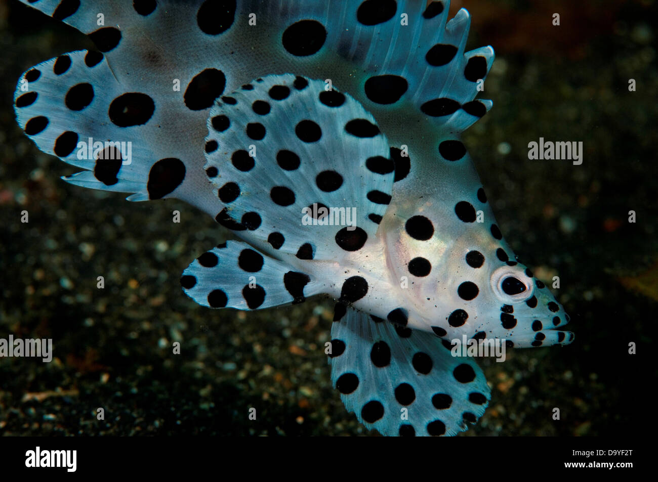 Juvenile Barramundi Cod, Cromileptes altivelis, Profile view close to ...